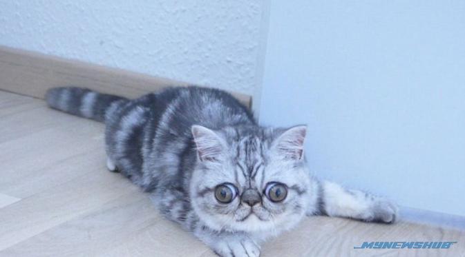 Pelik!!! Kucing Ini Tak Pernah Pejam Mata Masa Tidur