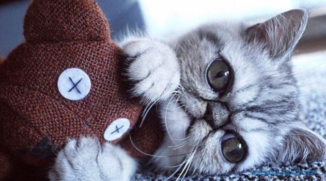 Pelik!!! Kucing Ini Tak Pernah Pejam Mata Masa Tidur