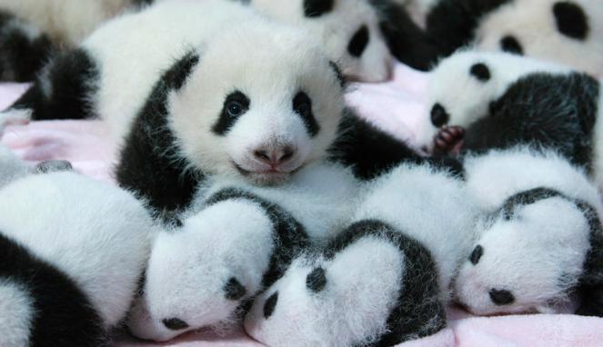 Tisu Termahal Di Dunia, Dibuat Daripada Tahi Panda!