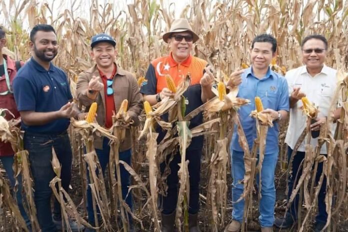 Selangor Tuai Hasil Kedua Jagung Bijirin Kualiti Tinggi